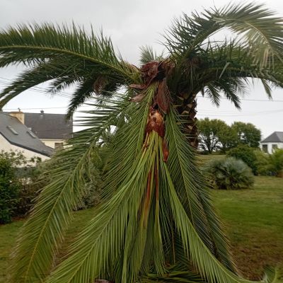 ALERTE Charançon rouge du palmier en Bretagne! | FREDON Bretagne