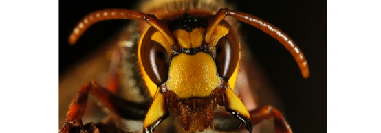 Qui sommes-nous | FREDON FRANCE